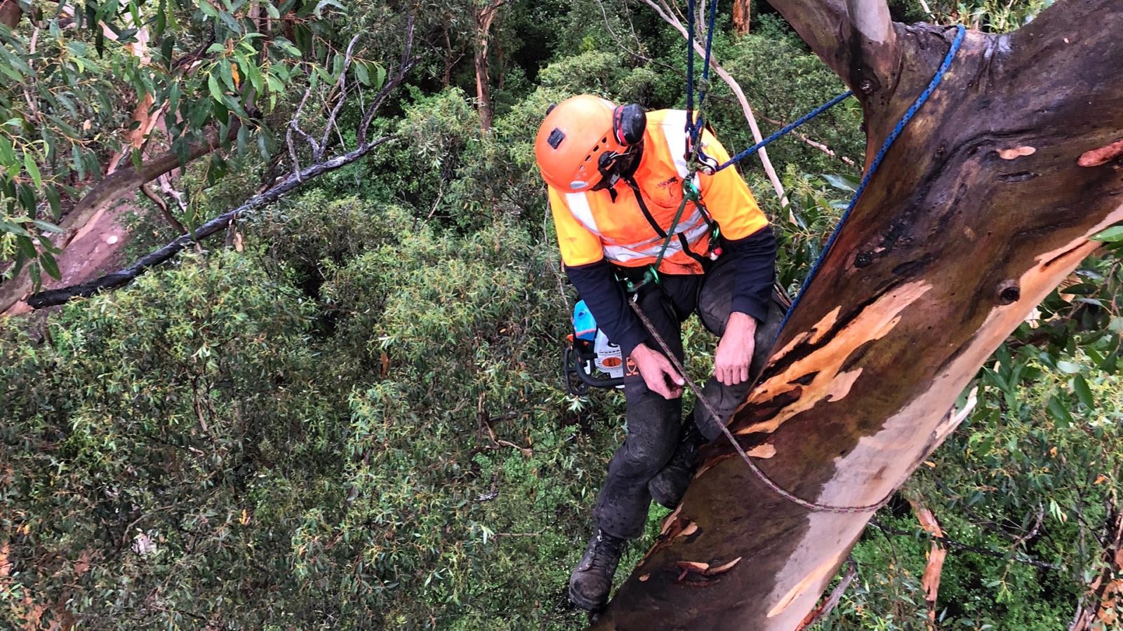 Tree Maintenance and Removals | Arbor Guy